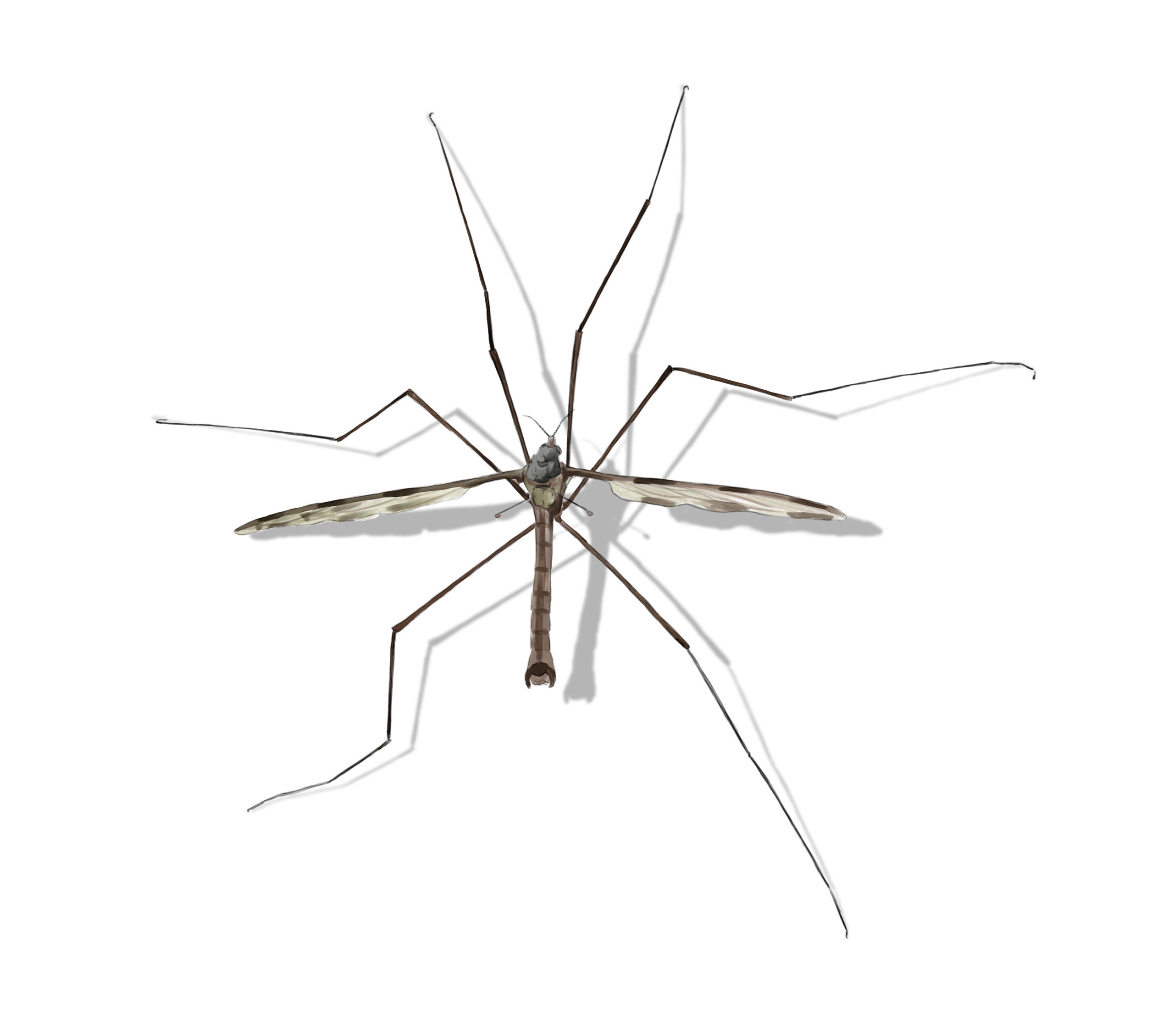 Crane Flies: More Than Just Giant Mosquitos | Super Awesome Homes